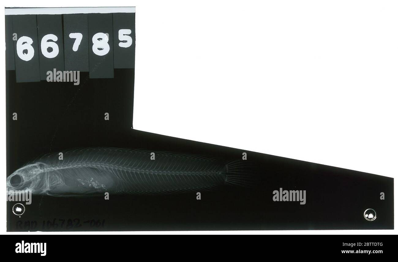 Aspidontus taeniatus taeniatus immagini e fotografie stock ad alta ...