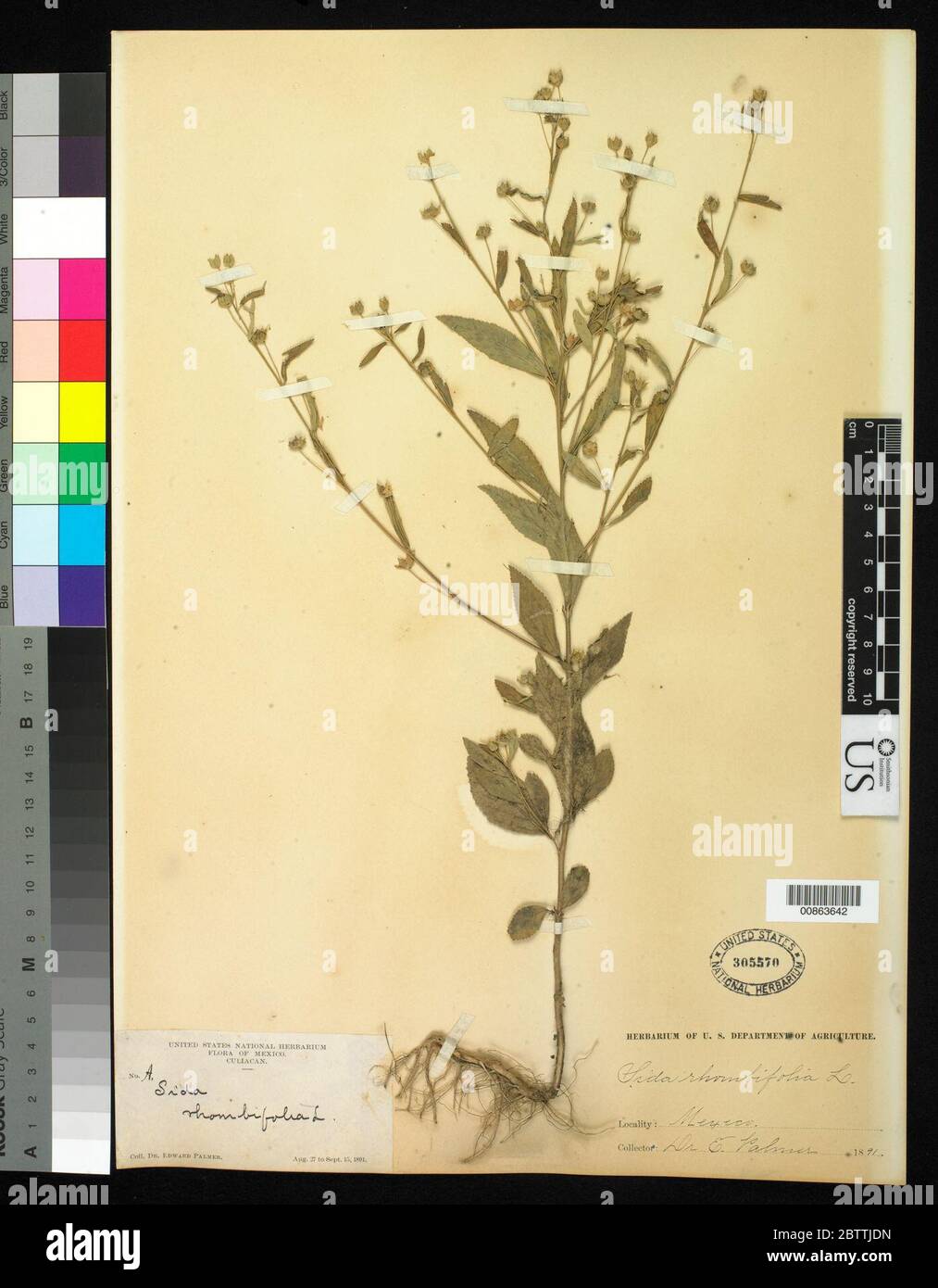 Sida rhombifolia immagini e fotografie stock ad alta risoluzione - Alamy