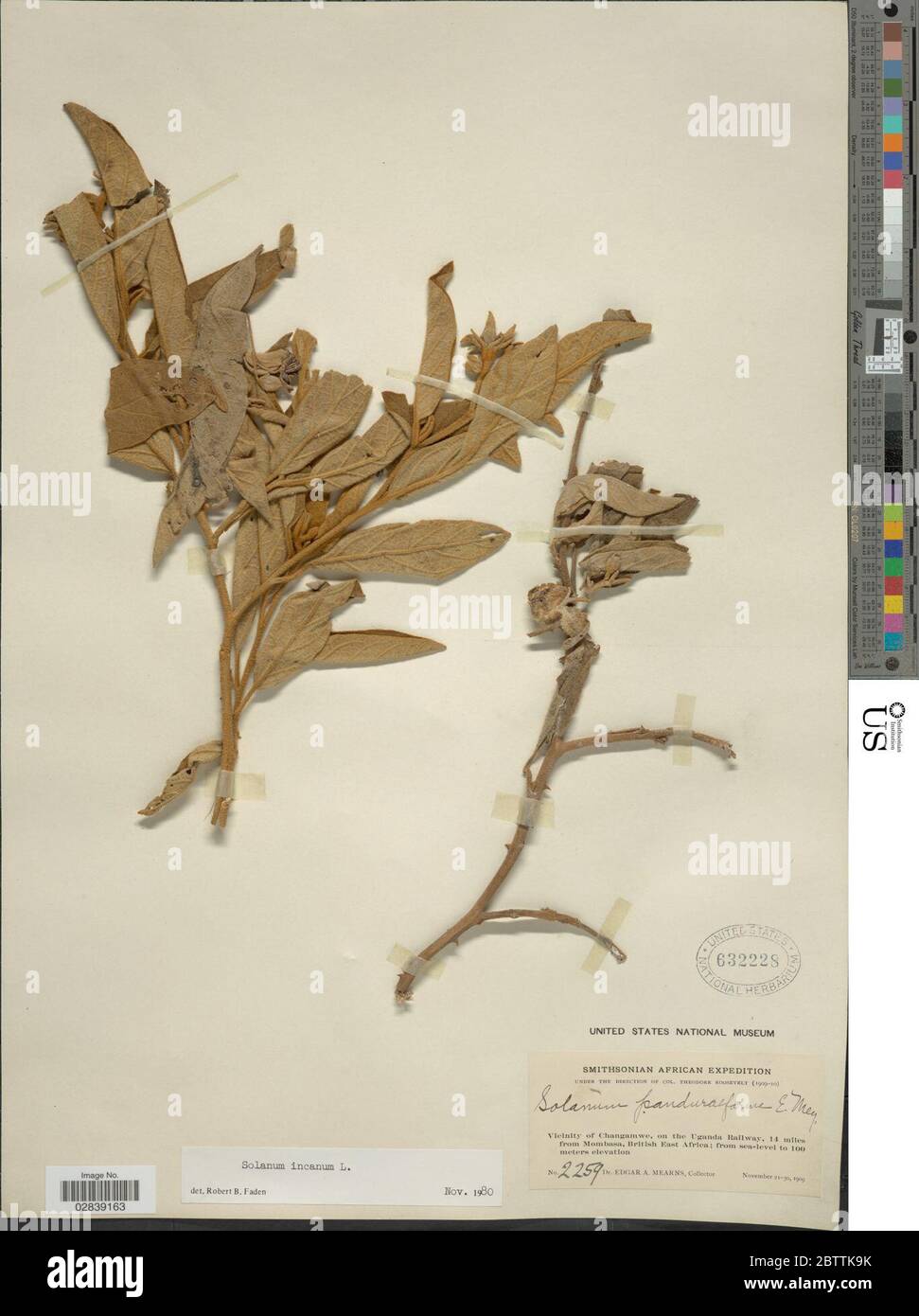 Solanum incanum immagini e fotografie stock ad alta risoluzione - Alamy