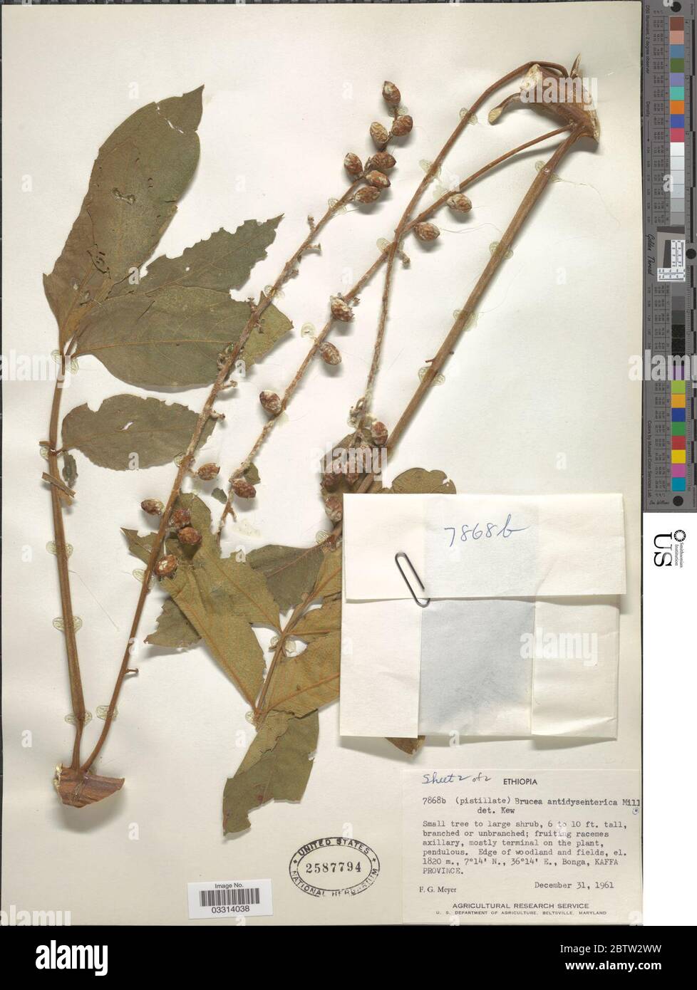 Brucea antidysenterica immagini e fotografie stock ad alta risoluzione ...