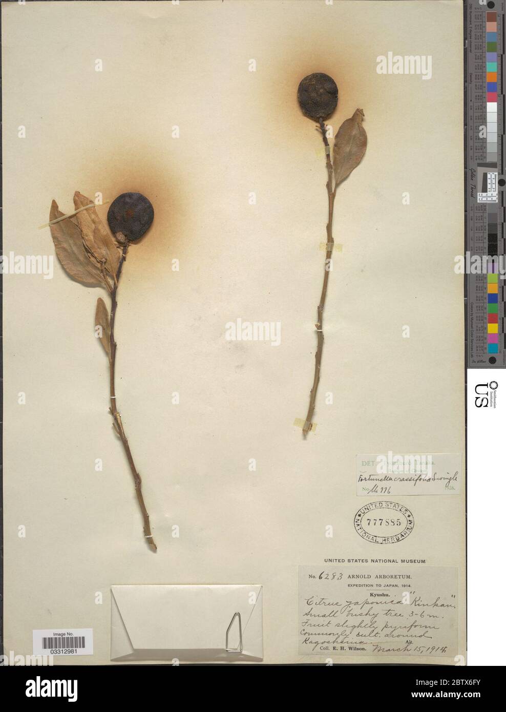 Fortunella crassifolia immagini e fotografie stock ad alta risoluzione ...