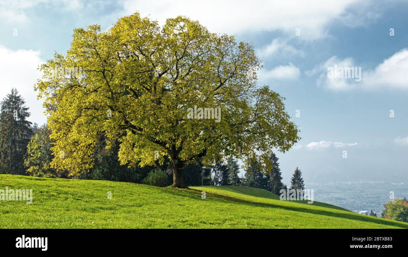 Grande albero in alto immagini e fotografie stock ad alta risoluzione ...