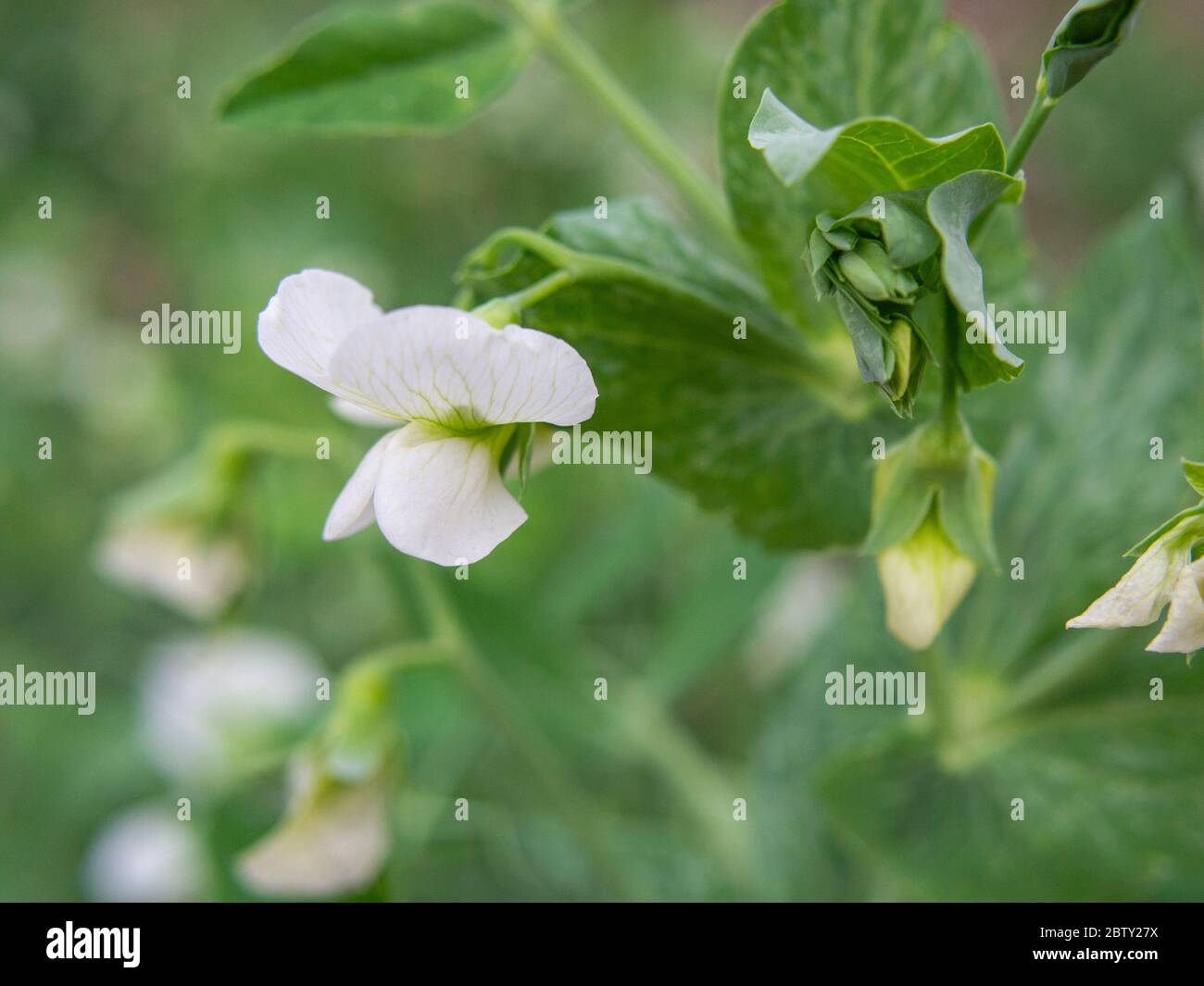 Pianta Di Pisello Immagini e Fotos Stock - Alamy