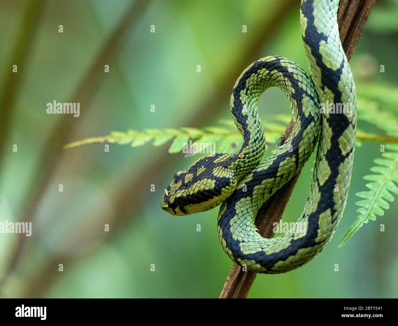Una vipera verde della fossa dello Sri Lanka (Trimeresurus ...