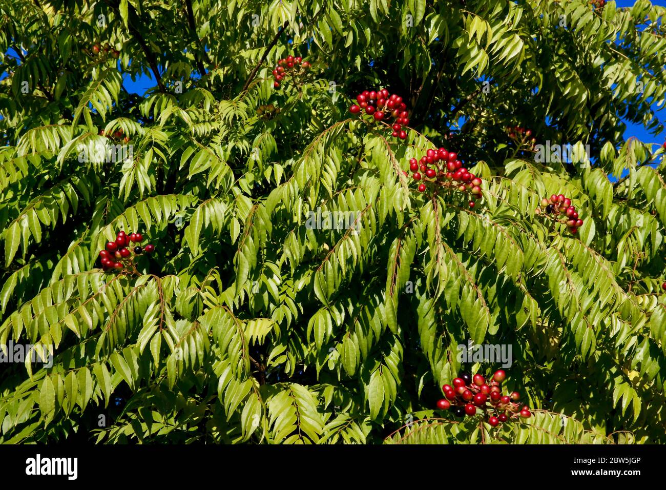 Pianta di curry bio immagini e fotografie stock ad alta risoluzione - Alamy