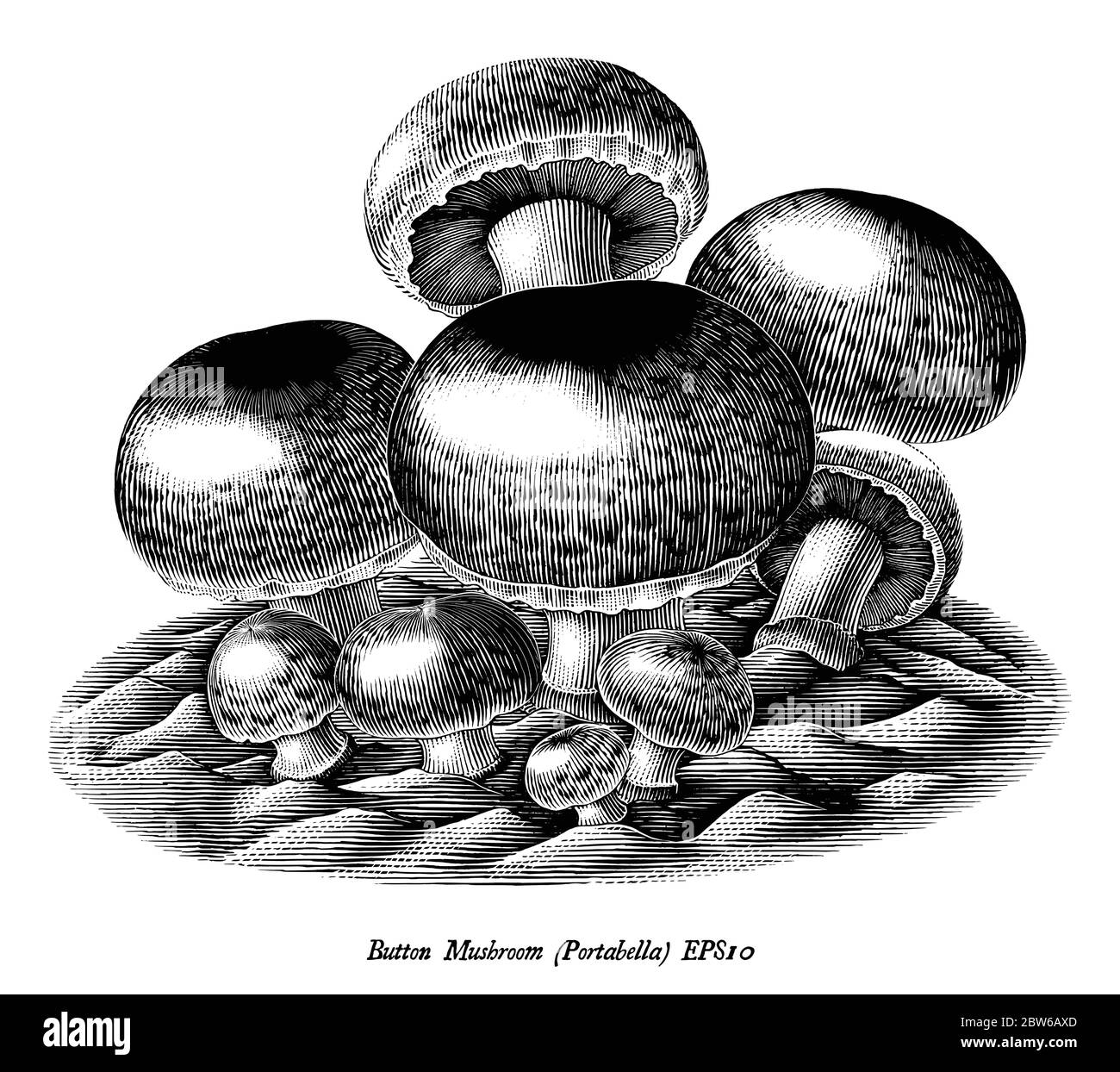 Mushroom illustration drawing engraving line Immagini Vettoriali Stock ...