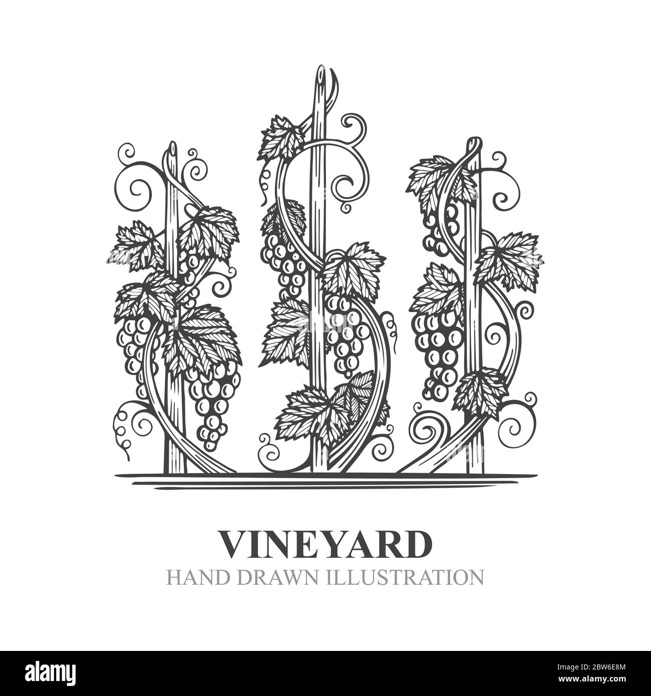 Uve in vigna. Illustrazione dello stile di incisione di vite e grappolo ...
