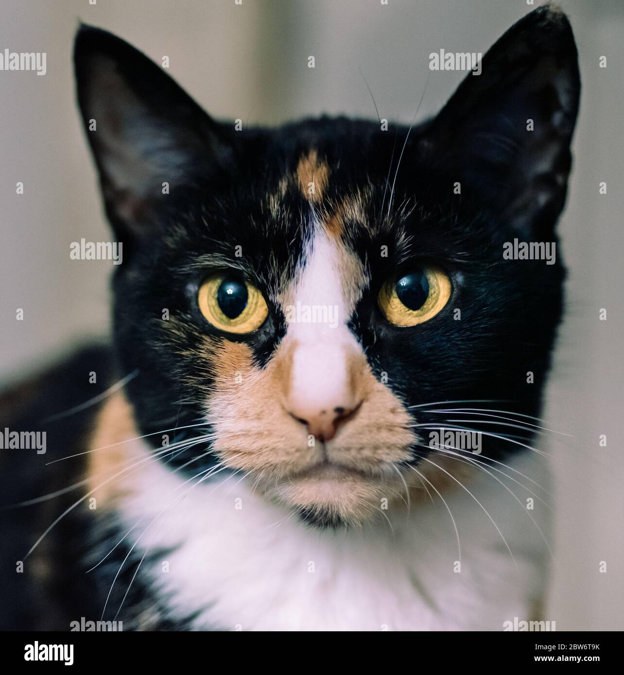 Ritratto di gatto calico immagini e fotografie stock ad alta ...