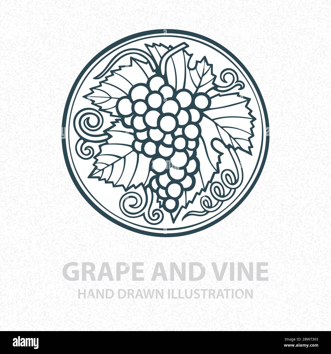 Illustrazione disegnata a mano di uva e vite. Disegno in stile vintage ...