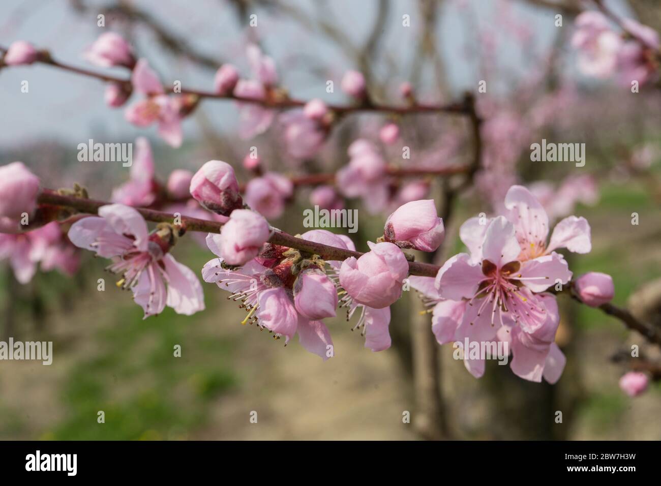 Alberi di pesco in fiore immagini e fotografie stock ad alta ...