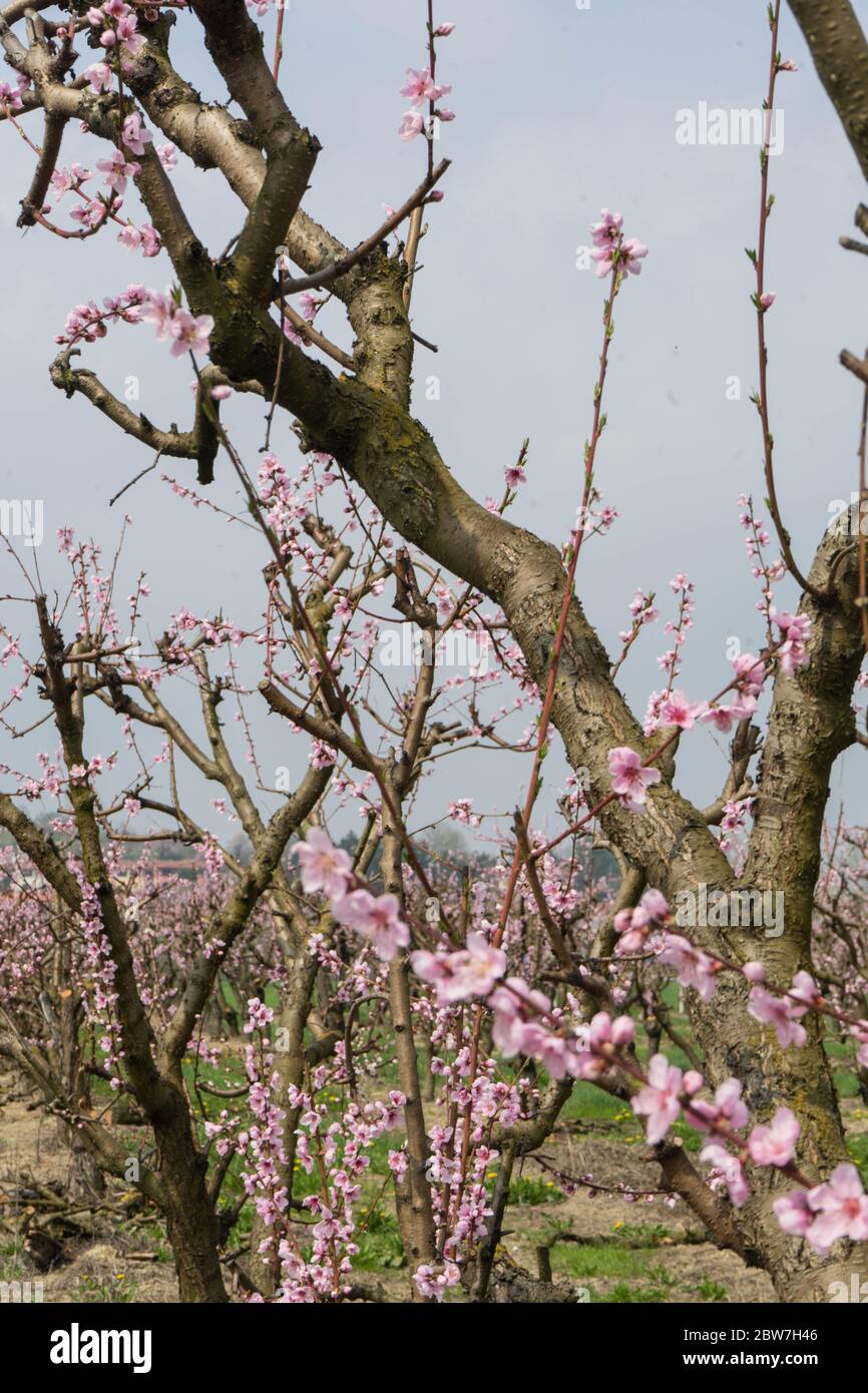 Alberi di pesco in fiore immagini e fotografie stock ad alta ...