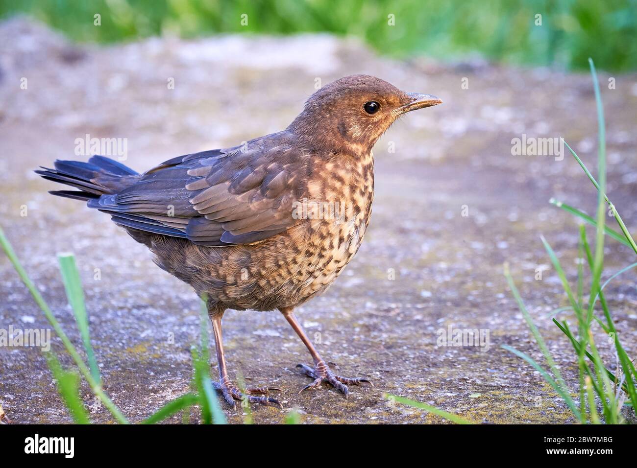 Pulcino merlo comune turdus merula immagini e fotografie stock ad alta ...