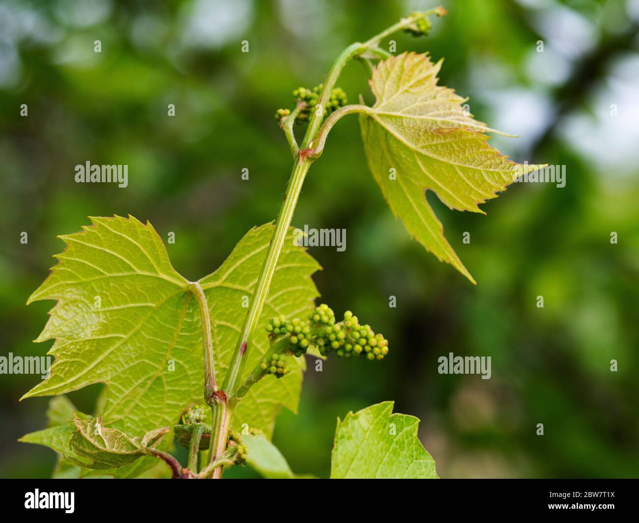 Frutta sul cespuglio immagini e fotografie stock ad alta risoluzione ...
