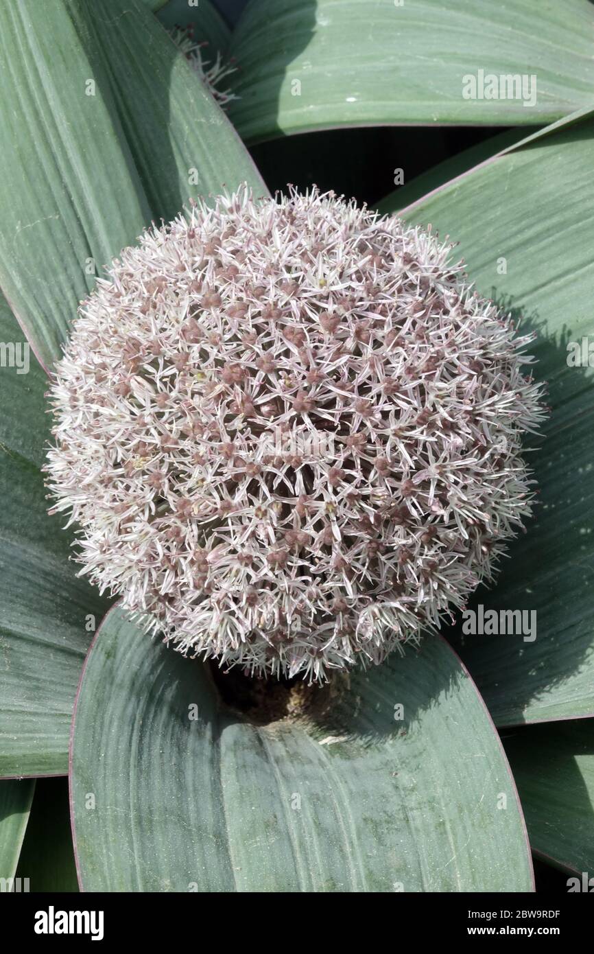 Fiore della fioritura della cipolla immagini e fotografie stock ad alta ...