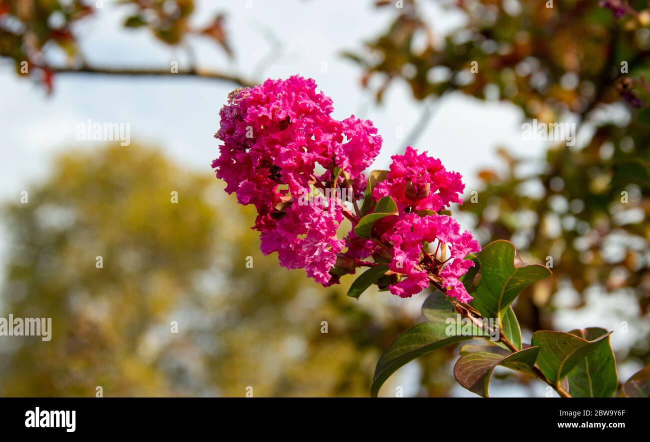Lagerstroemia indica immagini e fotografie stock ad alta risoluzione ...