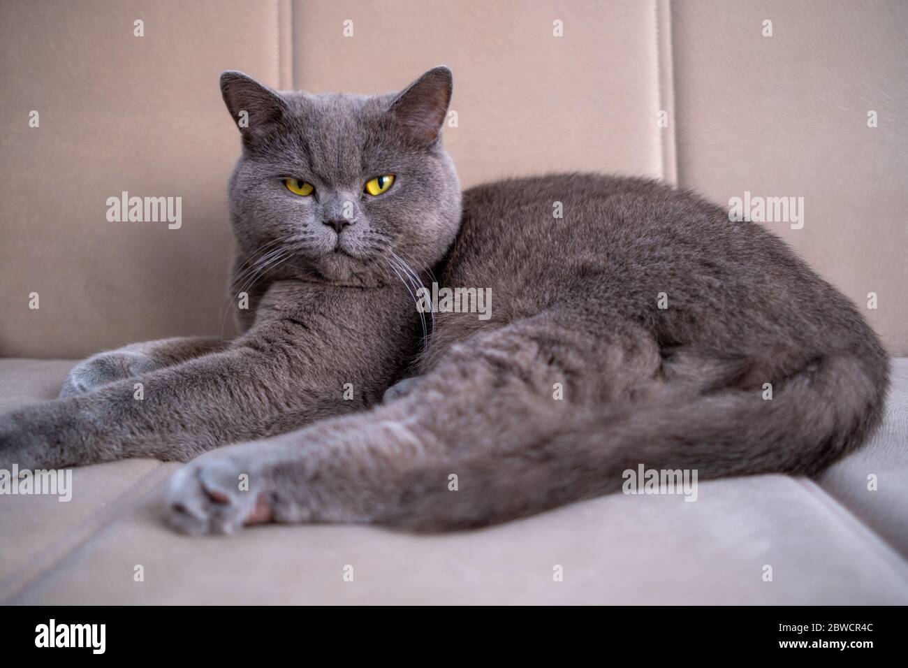 British shorthair cat immagini e fotografie stock ad alta risoluzione ...