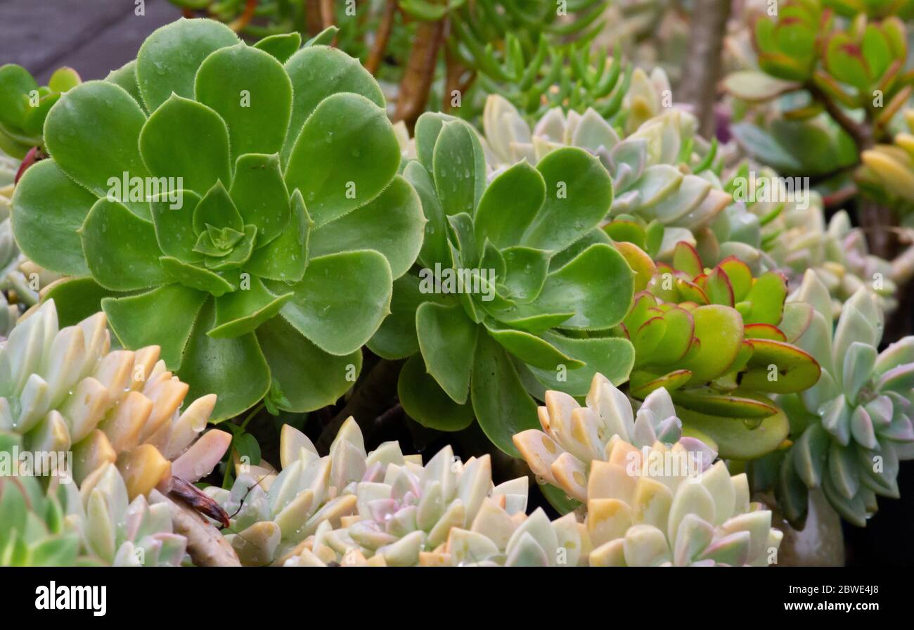 Succulente colorate immagini e fotografie stock ad alta risoluzione - Alamy
