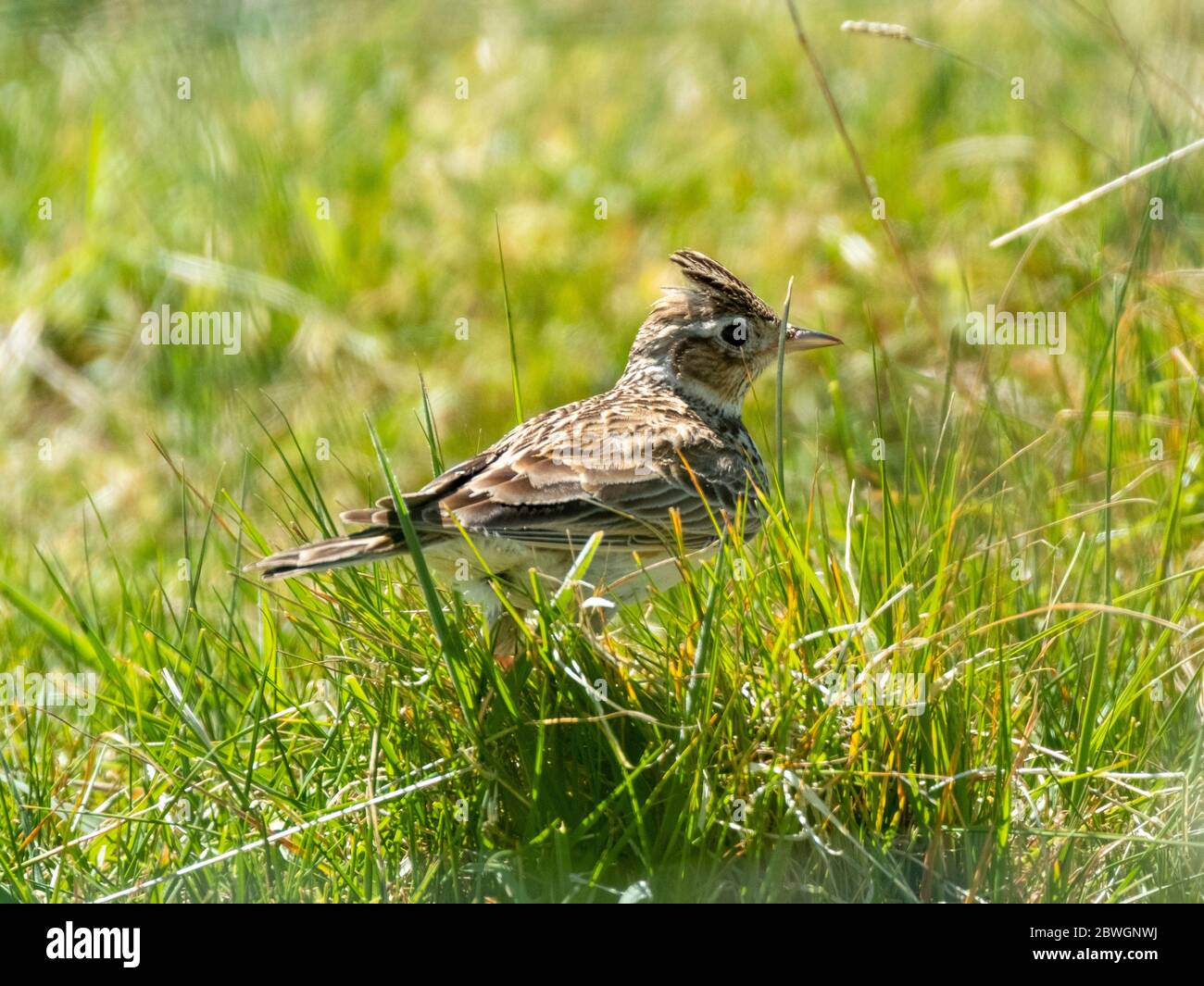 Alauda arvensis uk immagini e fotografie stock ad alta risoluzione - Alamy
