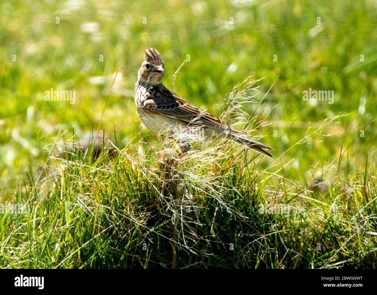 Alauda arvensis uk immagini e fotografie stock ad alta risoluzione - Alamy