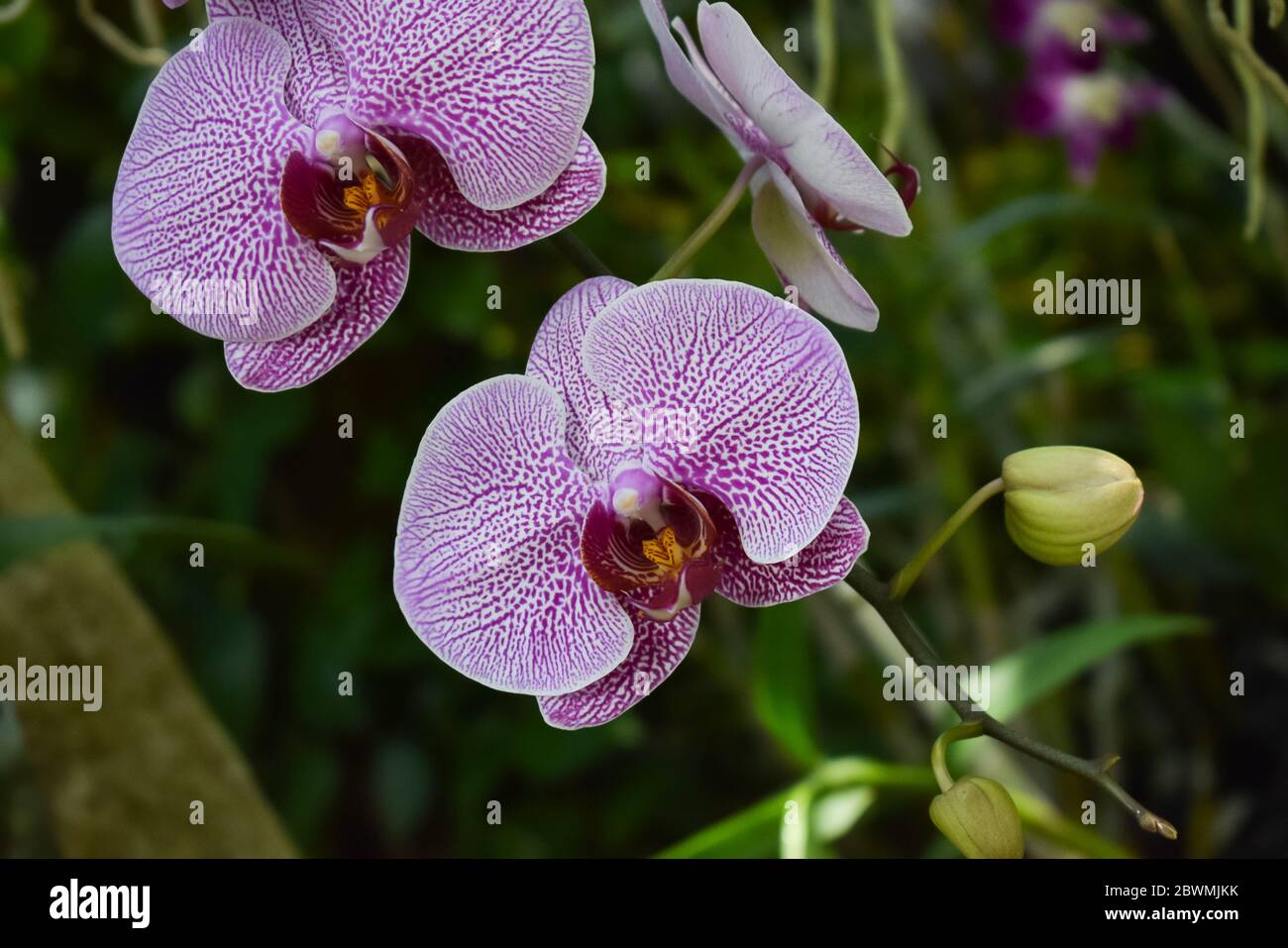 Ramo di orchidea immagini e fotografie stock ad alta risoluzione - Alamy