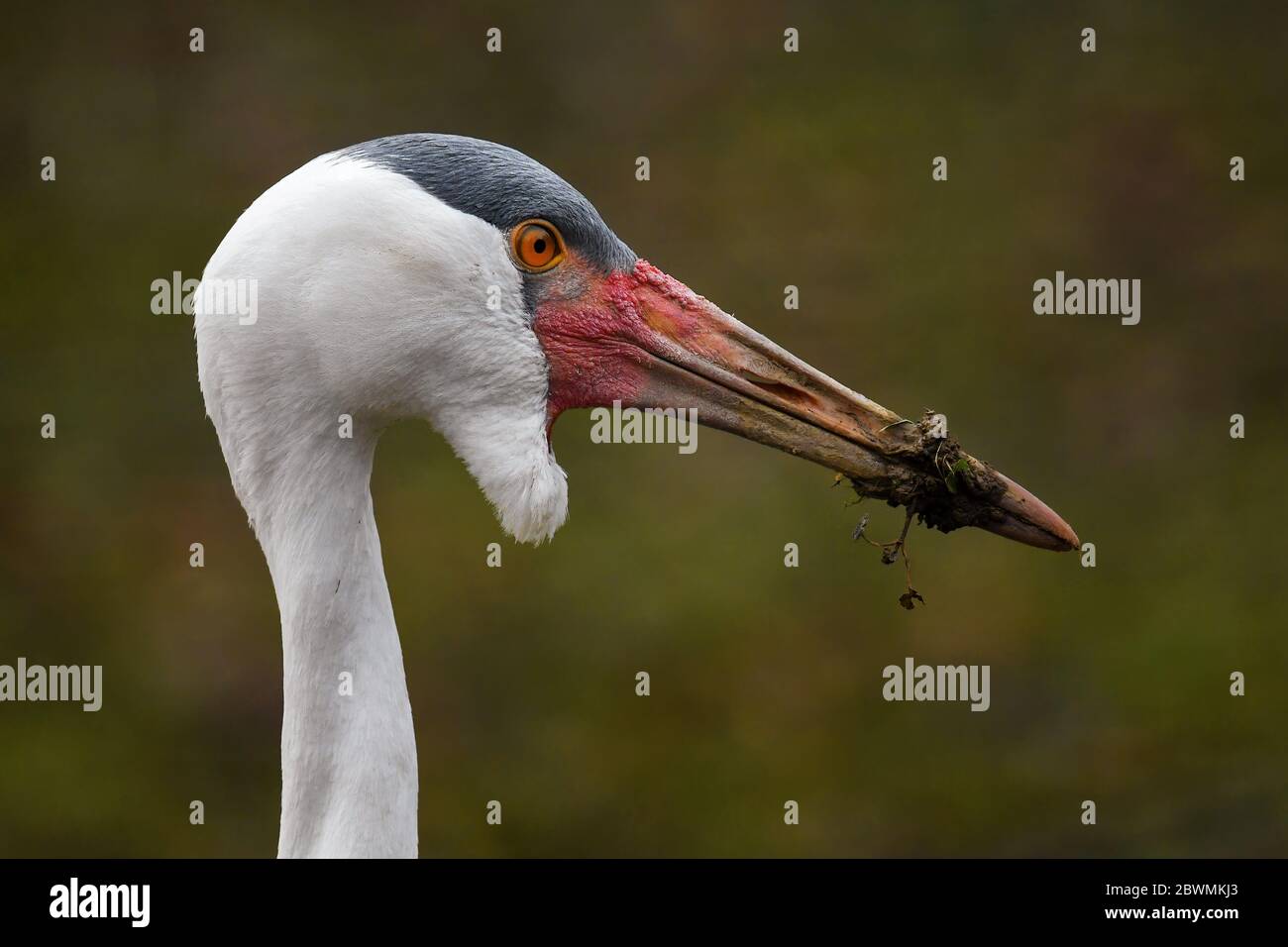 Gru Wattled - Bugeranus carunculatus, ritratto di gru di grandi ...