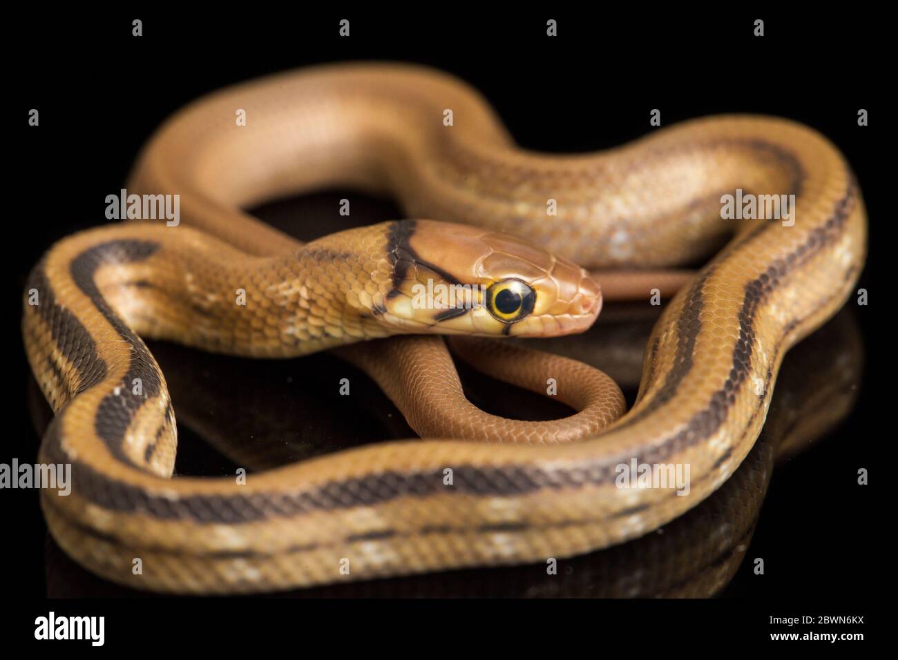 Il serpente di ratsnake irradiato, serpente di ratto di copperhead o ...