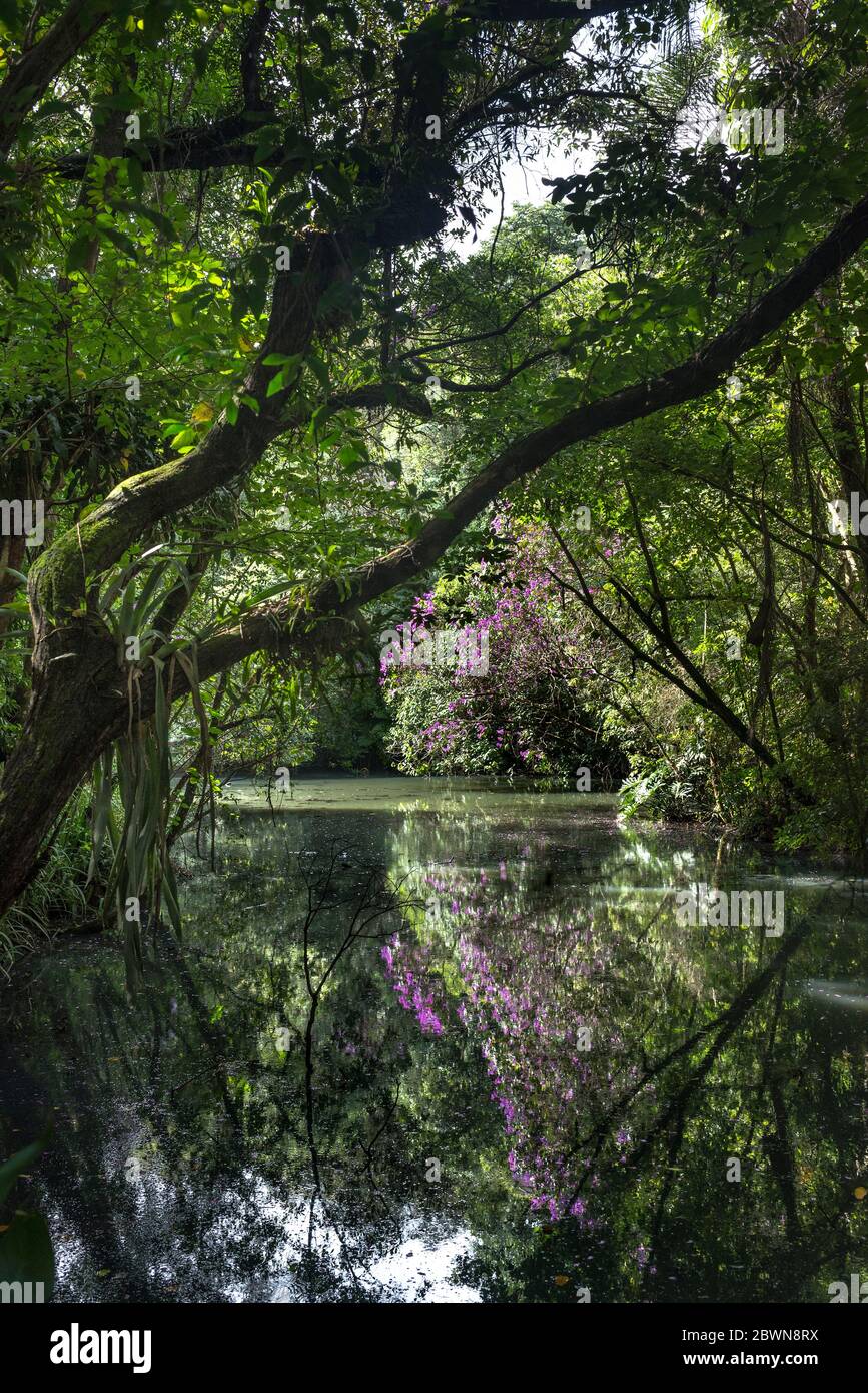 Alberi rosa tropicali immagini e fotografie stock ad alta risoluzione ...