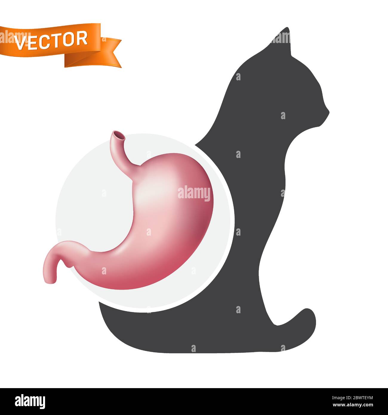 Sistema digestivo animale Immagini Vettoriali Stock - Alamy
