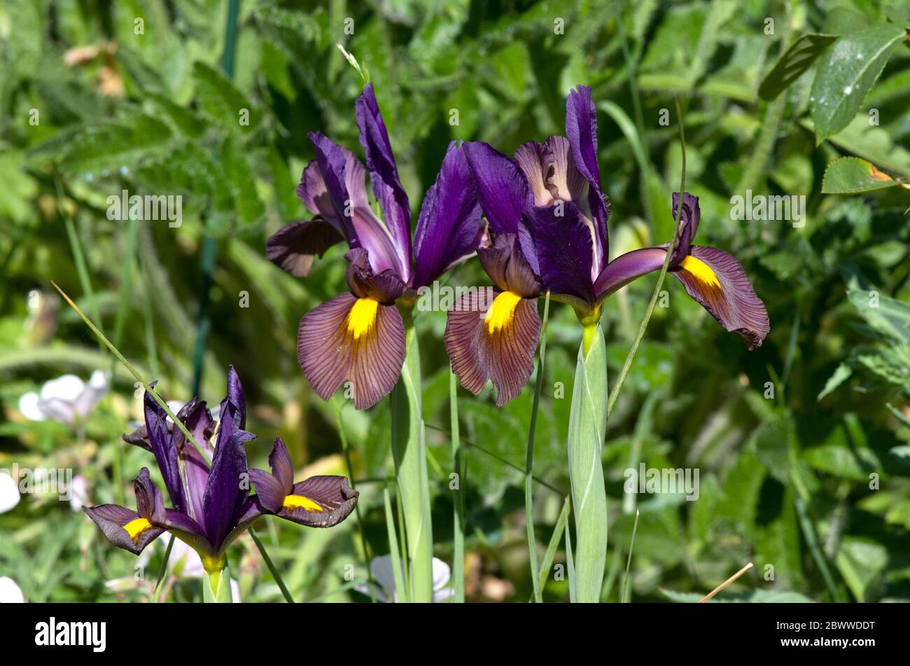 Pianta di iris blu immagini e fotografie stock ad alta risoluzione - Alamy