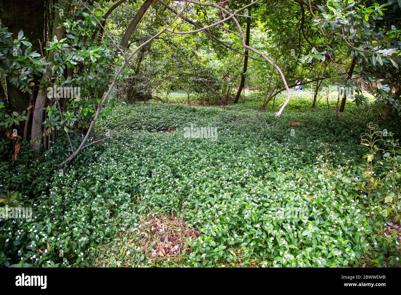Capodimonte park immagini e fotografie stock ad alta risoluzione - Alamy