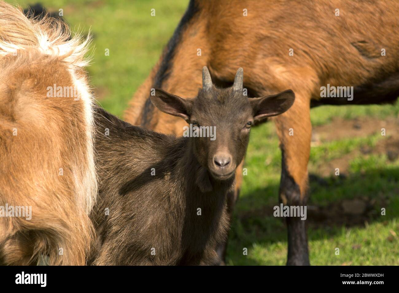 Capretta con le corna immagini e fotografie stock ad alta risoluzione ...
