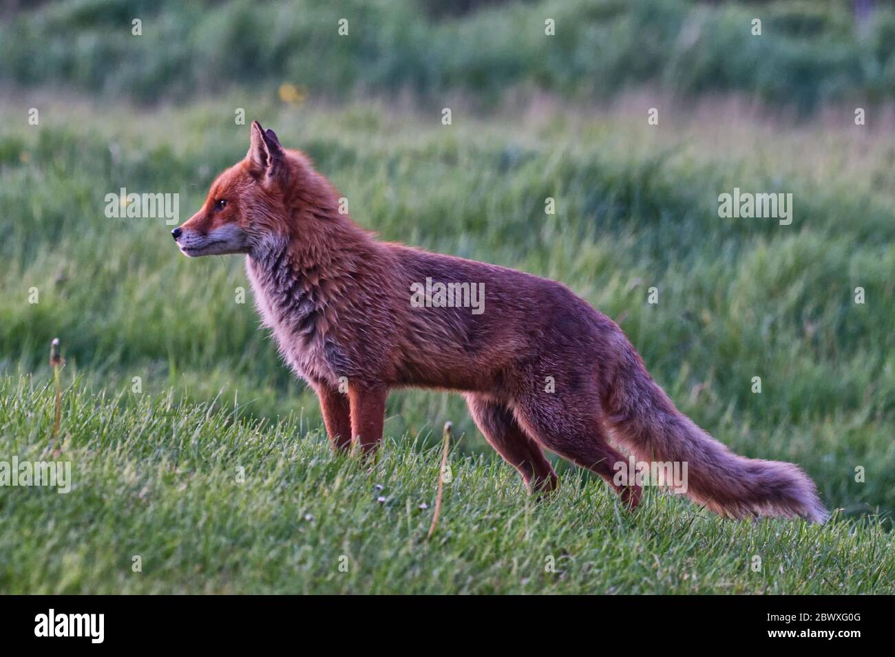 True foxes immagini e fotografie stock ad alta risoluzione - Alamy