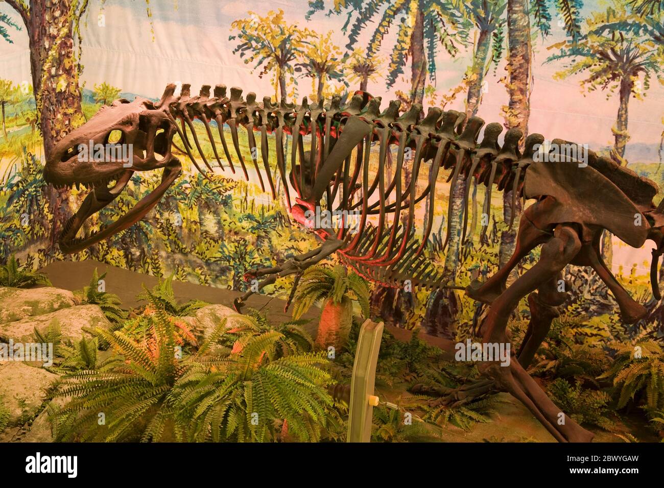 Allosaurus skeleton immagini e fotografie stock ad alta risoluzione - Alamy