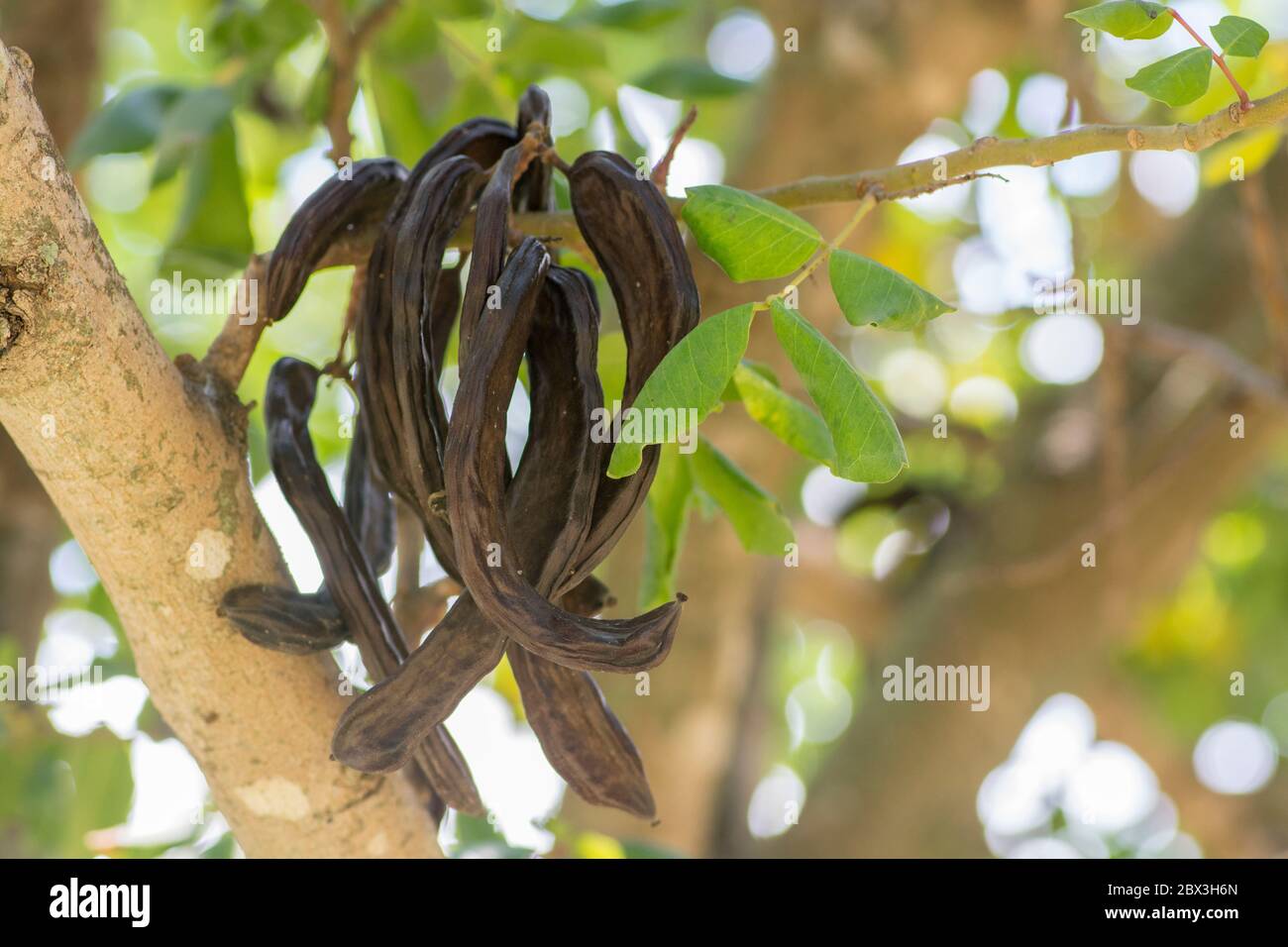 Frutti di carruba maturi immagini e fotografie stock ad alta ...