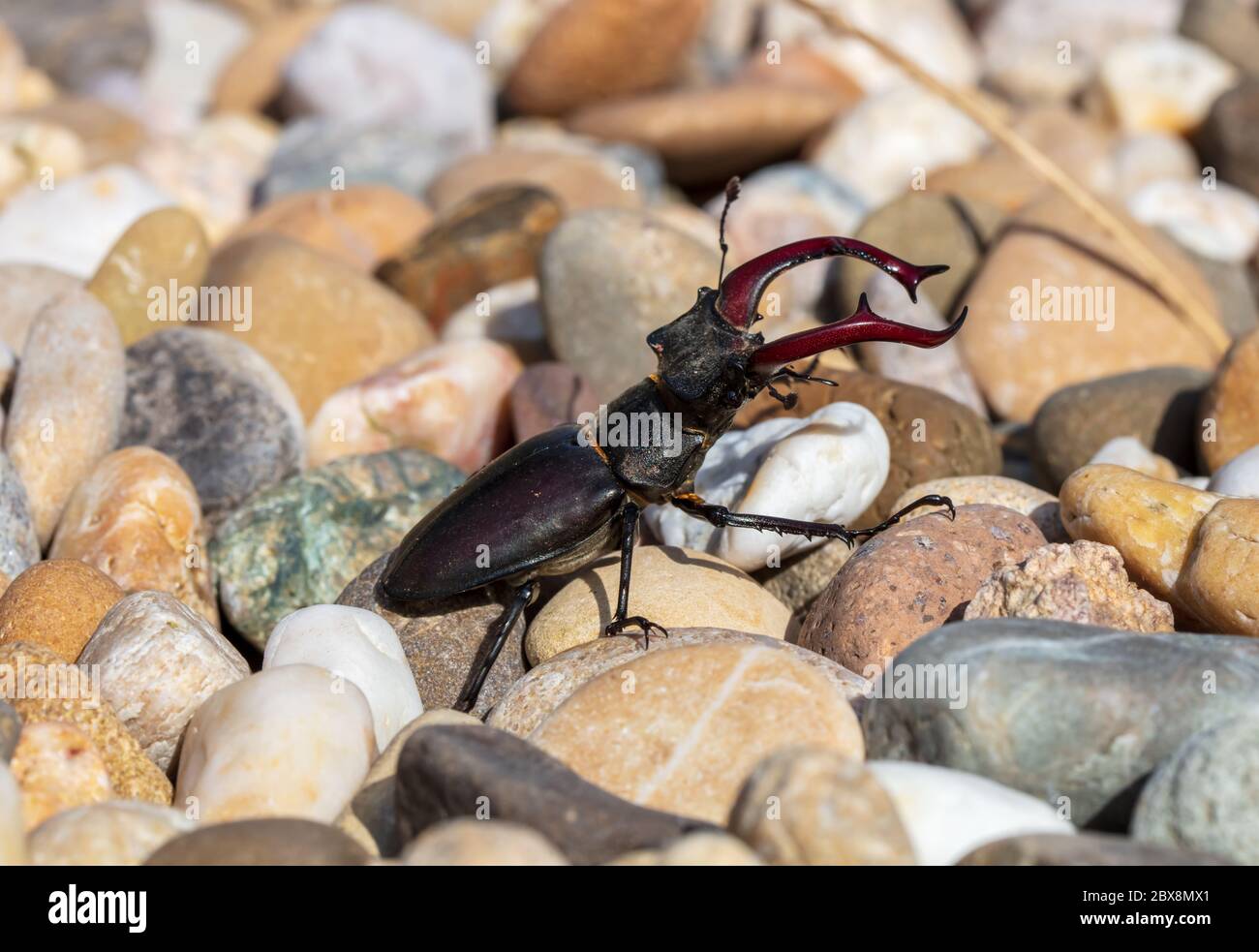 Cervo gigante di corna immagini e fotografie stock ad alta risoluzione ...