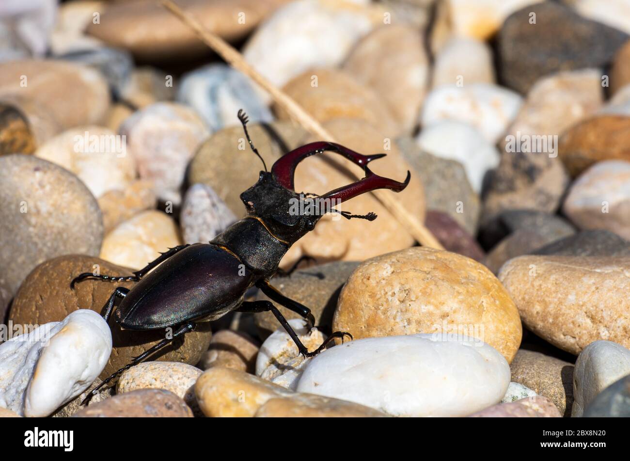 Cervo gigante di corna immagini e fotografie stock ad alta risoluzione ...