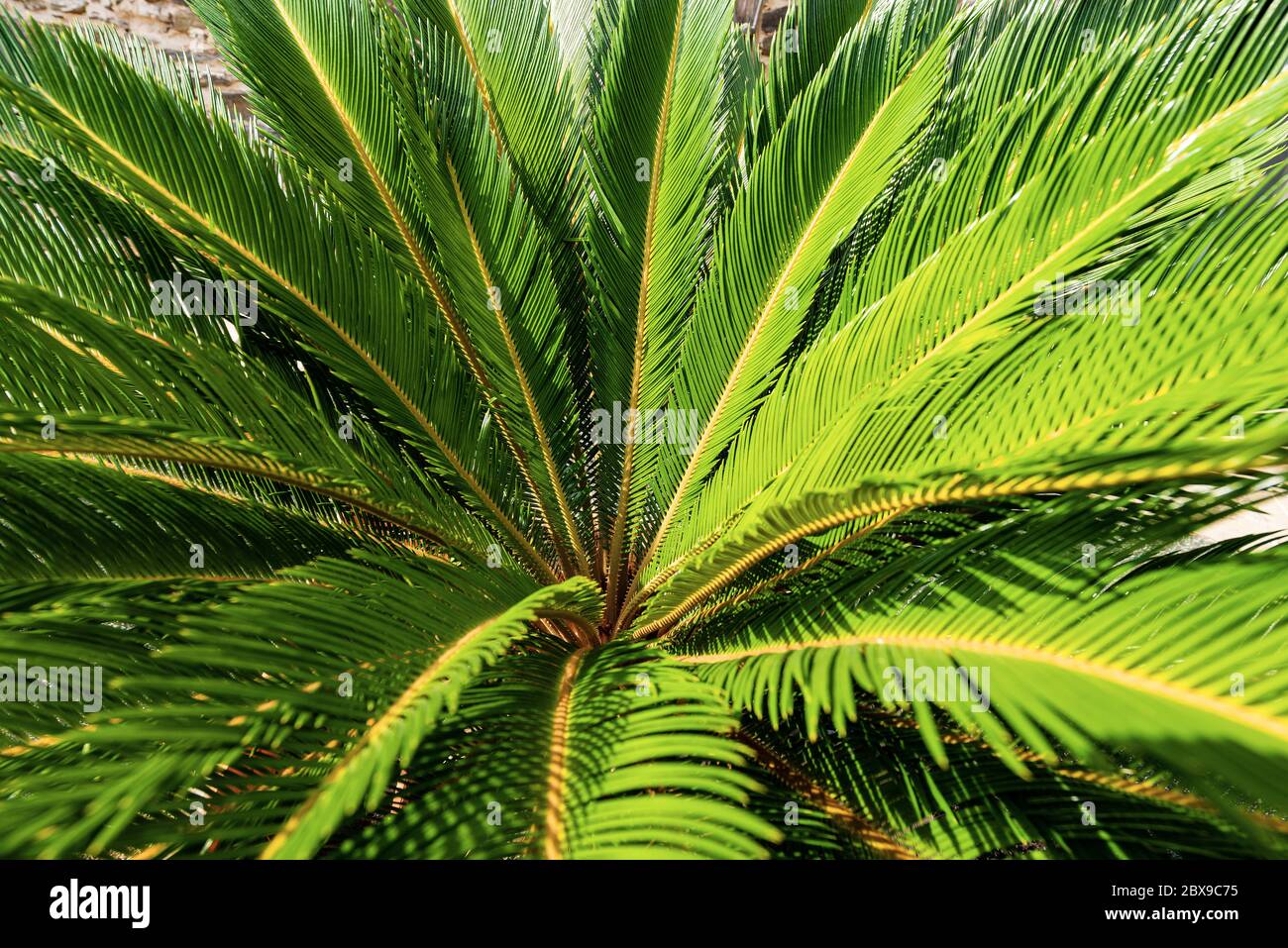 Primo piano di una pianta di Cycas revoluta. Foglie verdi in estate ...