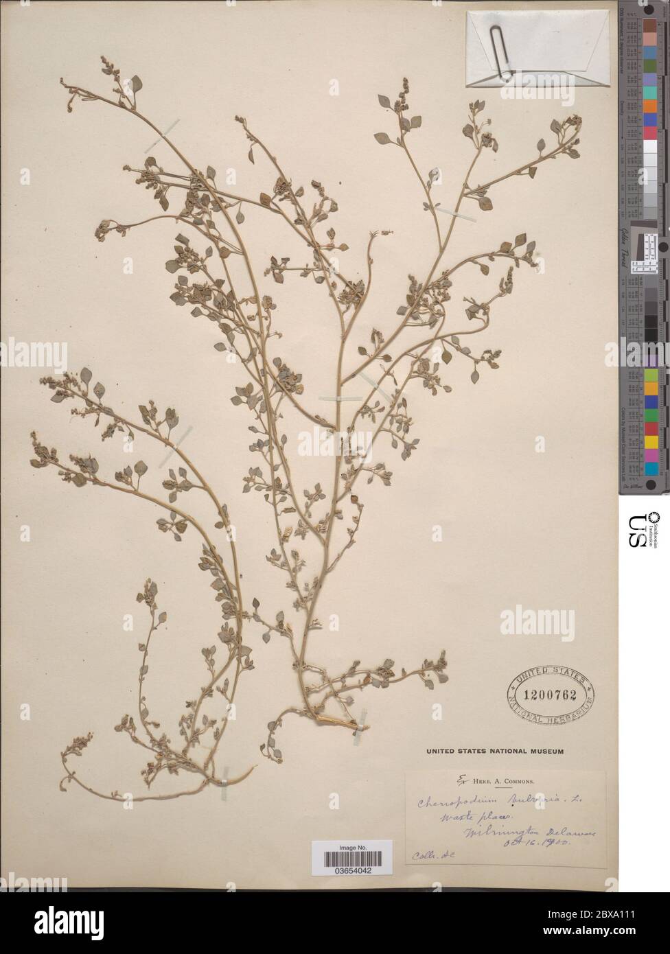 Chenopodium vulvaria immagini e fotografie stock ad alta risoluzione ...