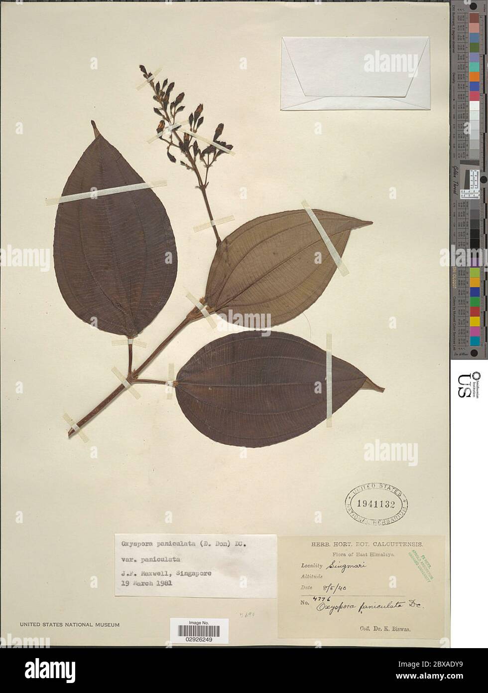 Oxyspora paniculata immagini e fotografie stock ad alta risoluzione - Alamy