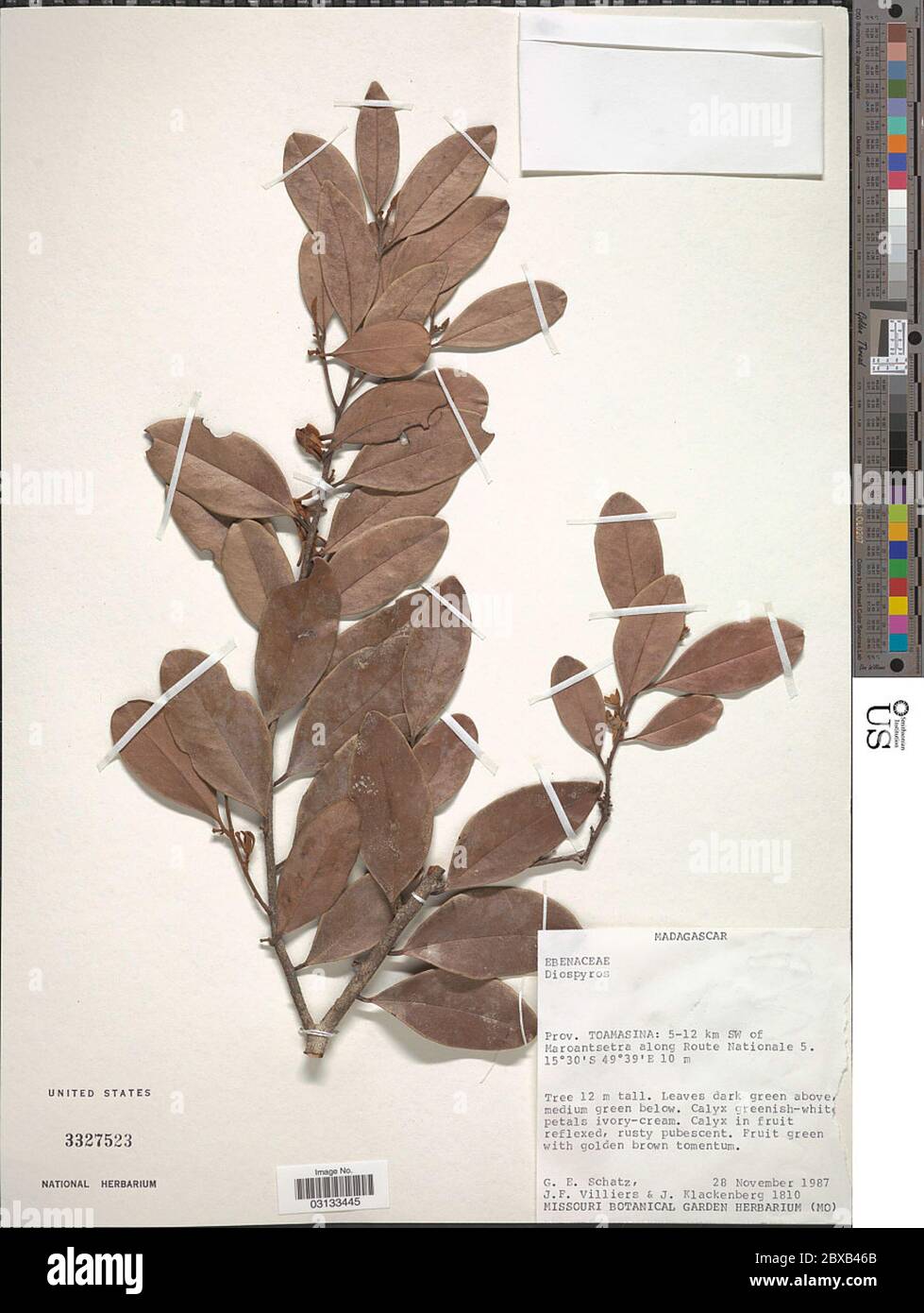 Diospyros sp immagini e fotografie stock ad alta risoluzione - Alamy