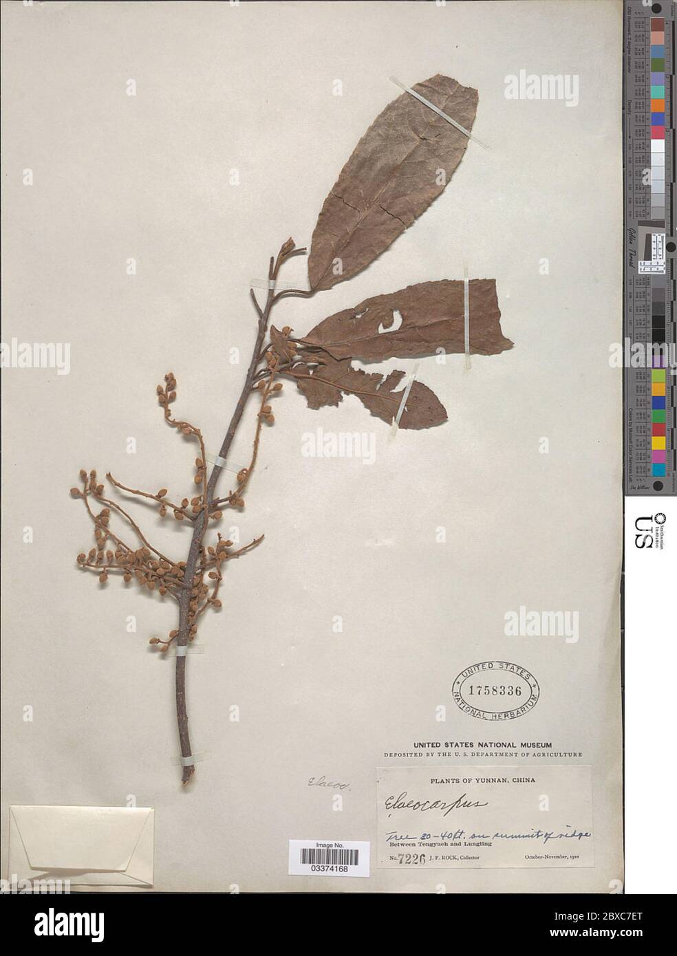 Elaeocarpus elaeocarpus sp immagini e fotografie stock ad alta ...