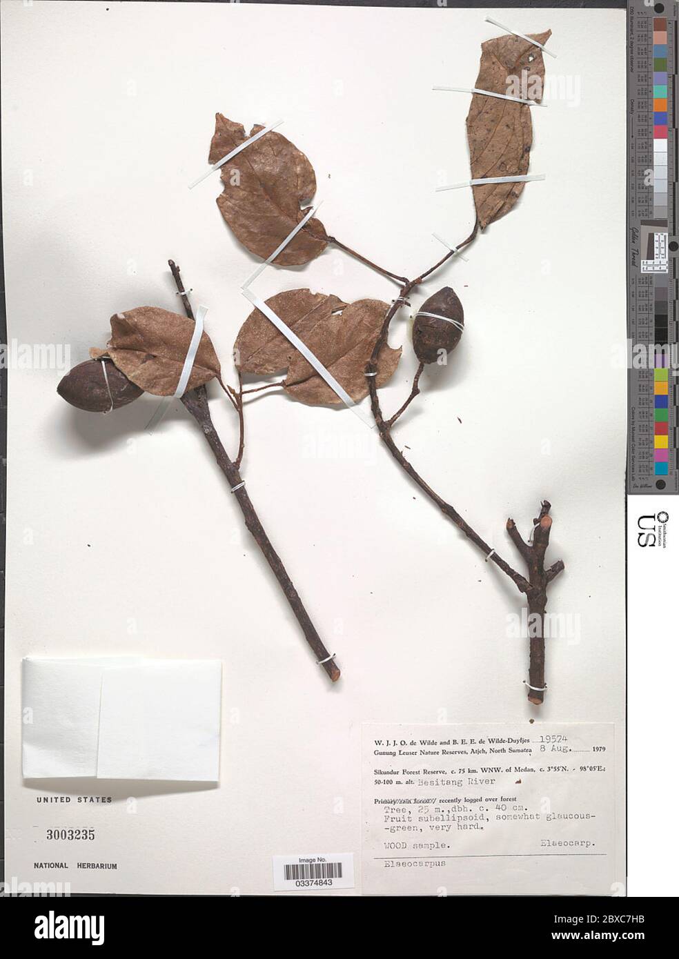 Elaeocarpus elaeocarpus sp immagini e fotografie stock ad alta ...