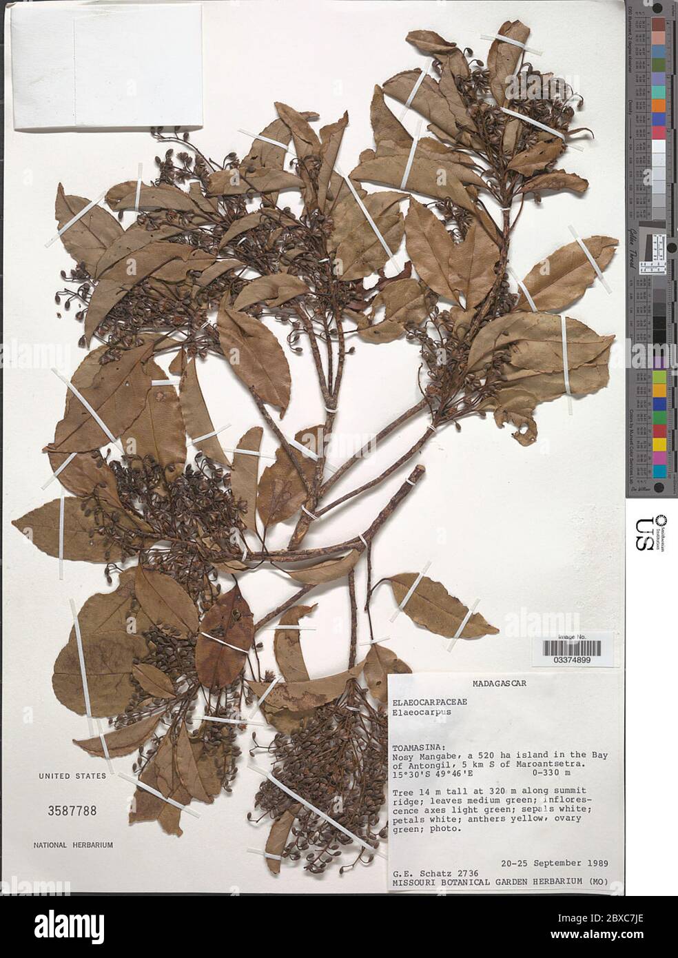 Elaeocarpus elaeocarpus sp immagini e fotografie stock ad alta ...