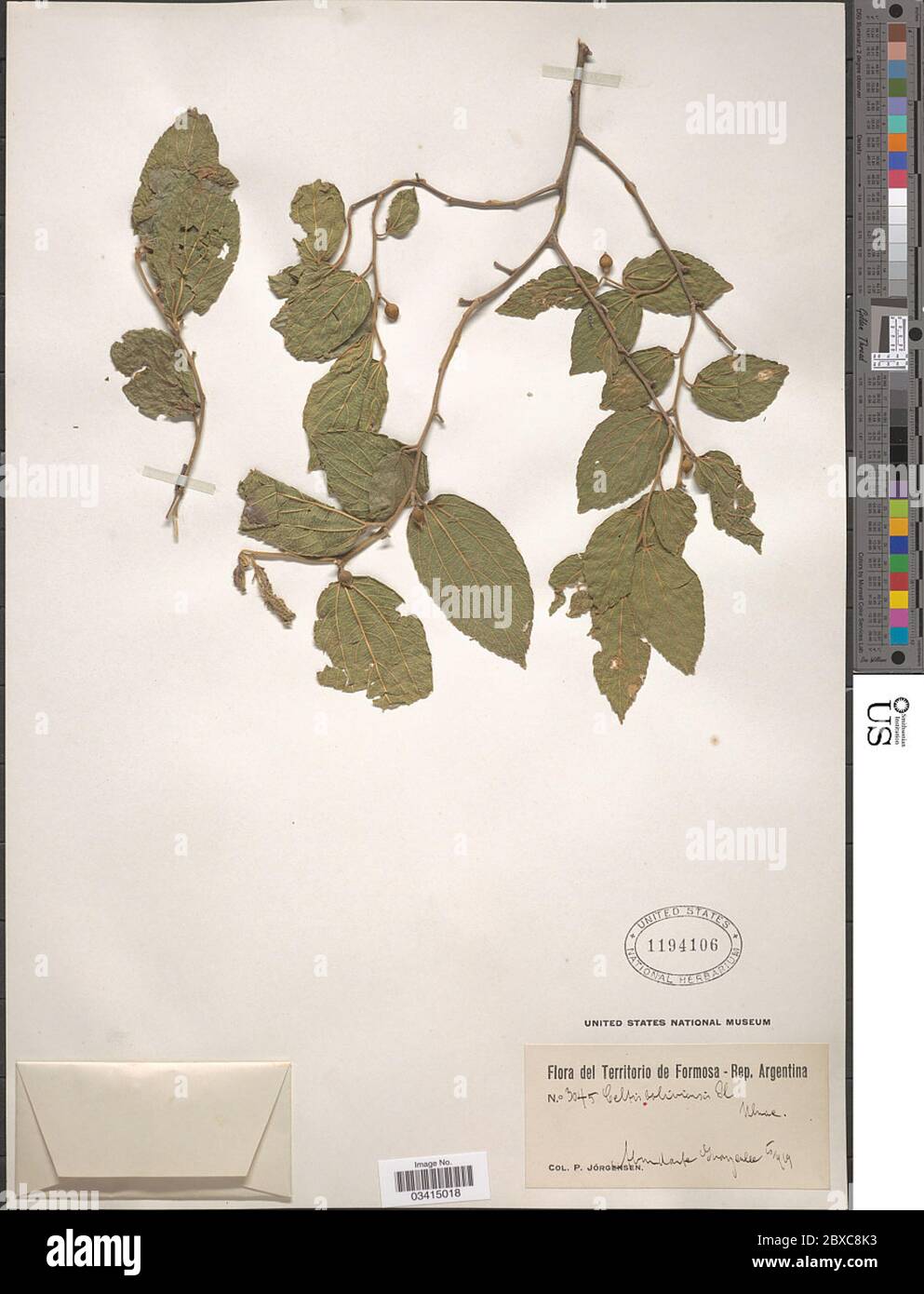 Celtis sp immagini e fotografie stock ad alta risoluzione - Alamy