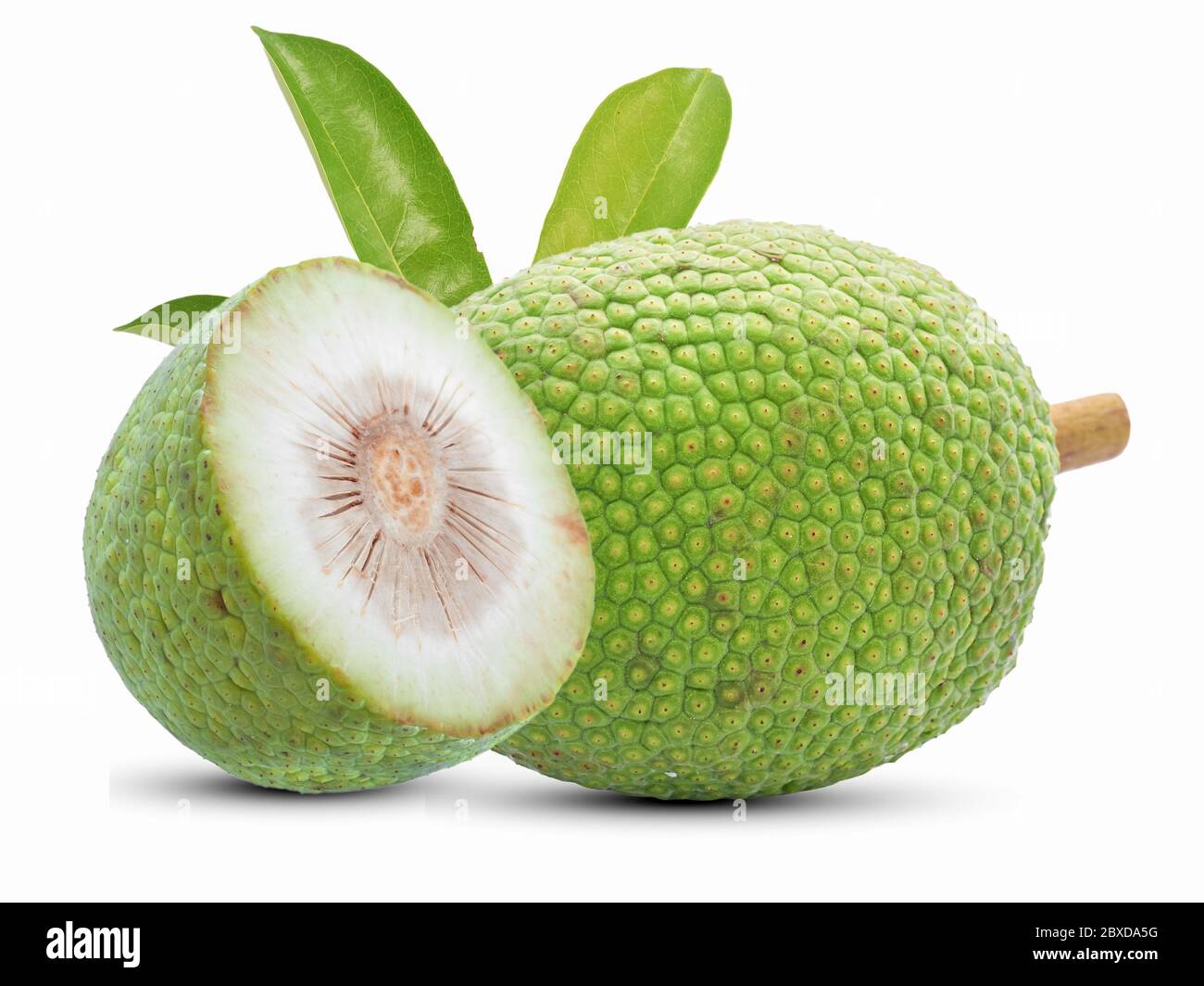 Albero del pane con frutto artocarpus altilis immagini e fotografie ...
