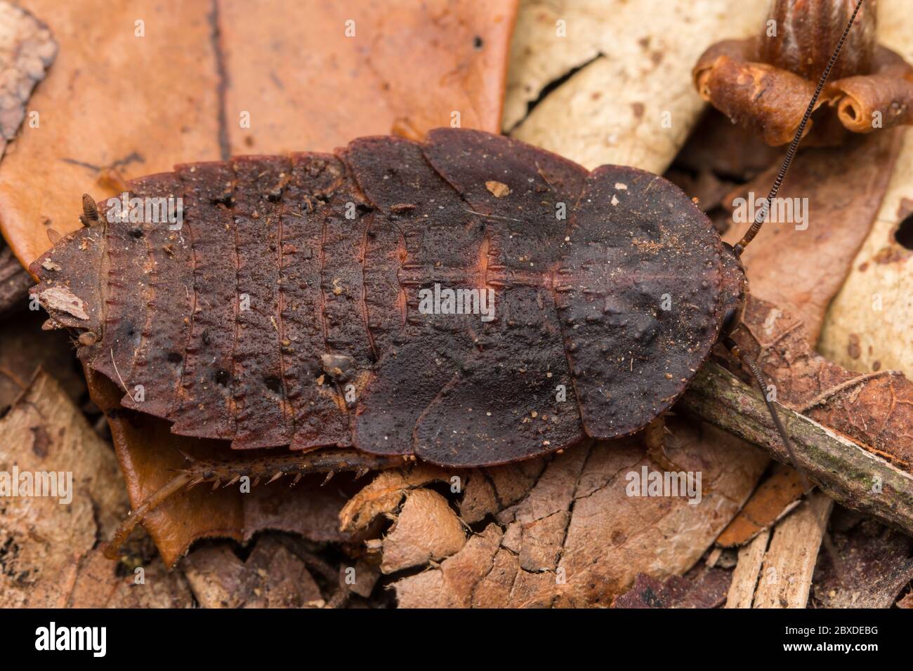 Trilobite Beetle , primo piano di trilobite Beetle , Duliticola, un ...