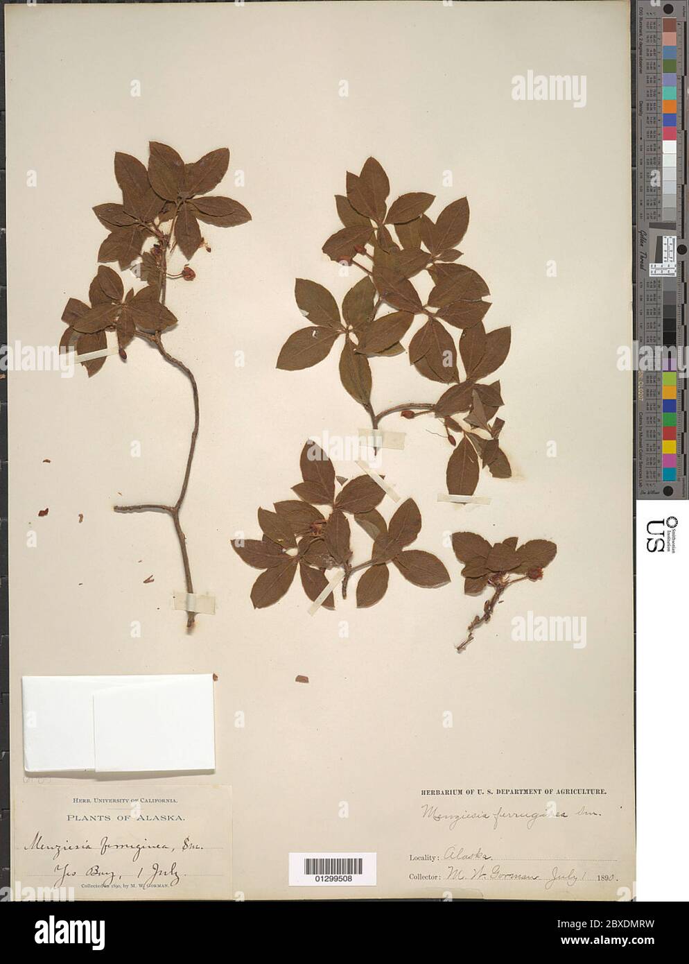 Menziesia ferruginea immagini e fotografie stock ad alta risoluzione ...