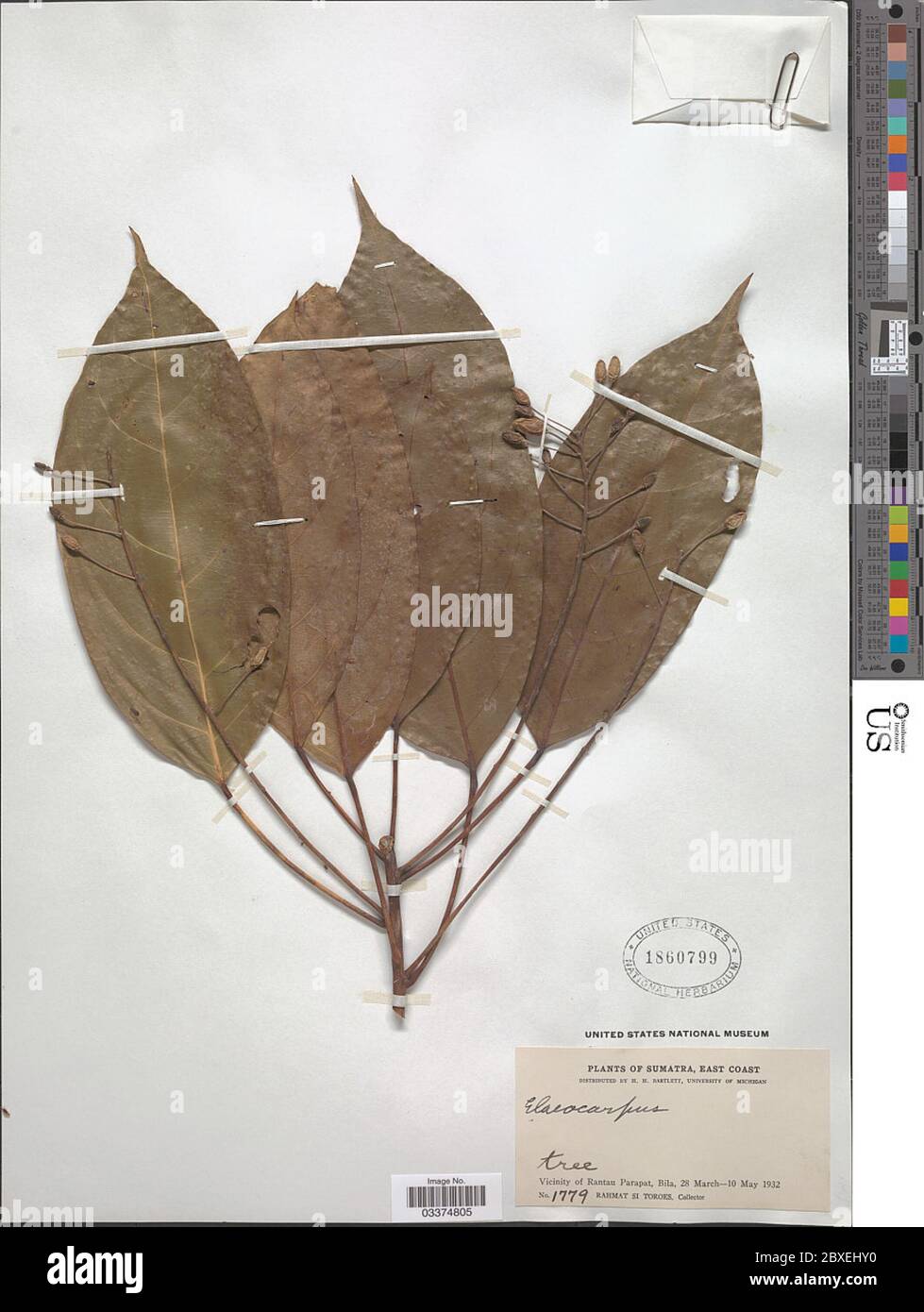 Elaeocarpus elaeocarpus sp immagini e fotografie stock ad alta ...