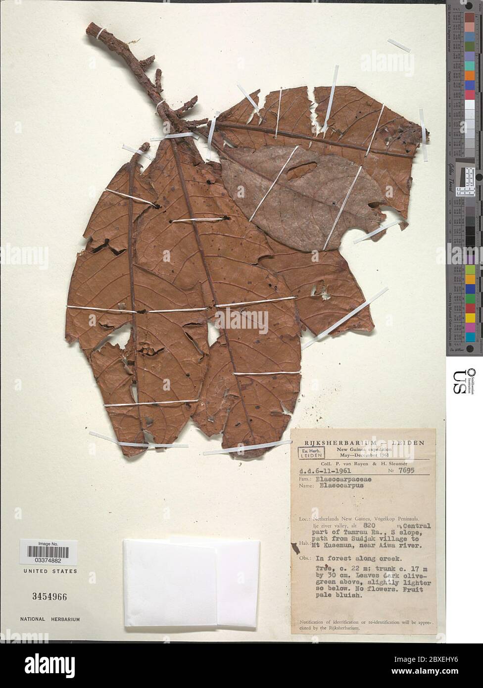 Elaeocarpus elaeocarpus sp immagini e fotografie stock ad alta ...