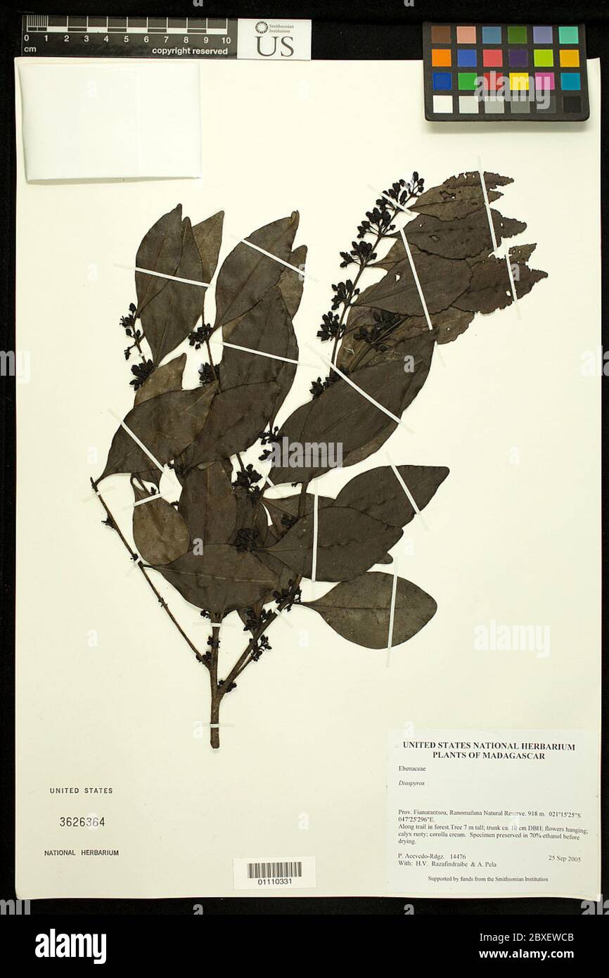 Diospyros sp immagini e fotografie stock ad alta risoluzione - Alamy